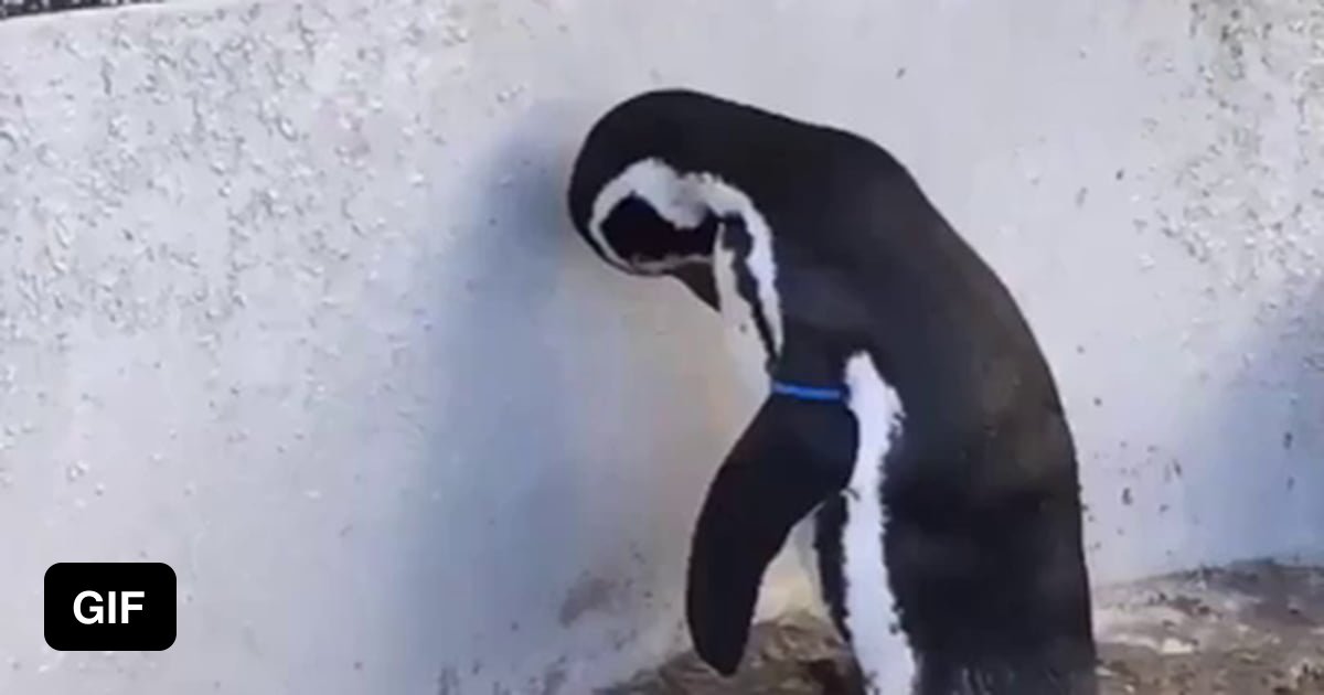 Is he having a PTSD(Penguin-traumatic stress disorder) flashback? - 9GAG