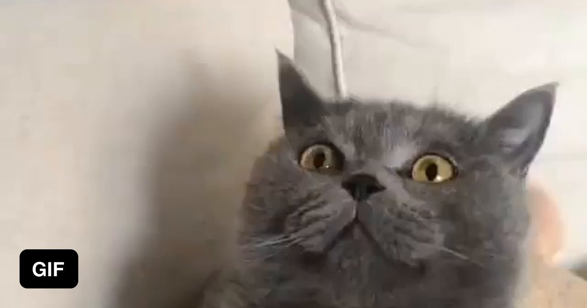 Cat is not amused - 9GAG
