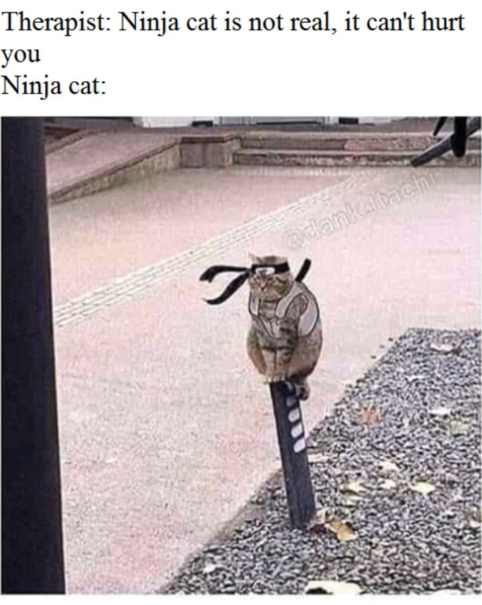 Ninja Cat Patrol. - 9GAG
