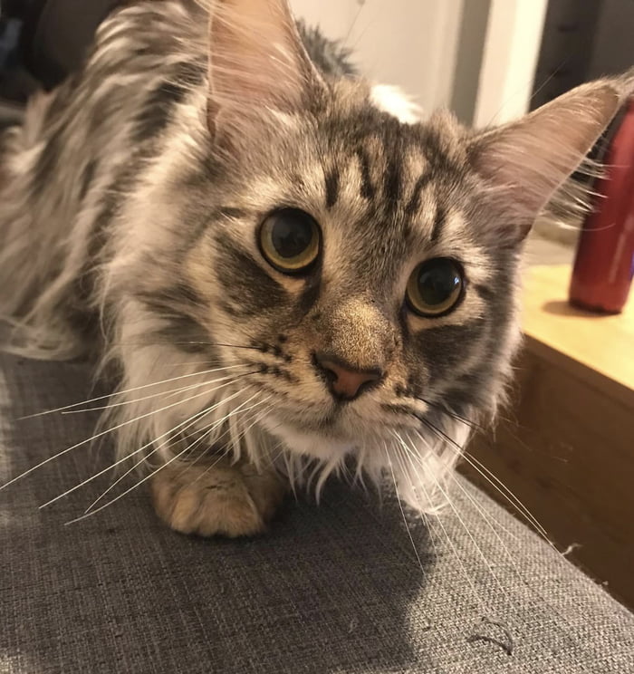 Meet Tapioca, his name is a reference to the duck in the manga ...