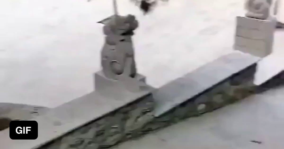 Cat vs. Squirrel - 9GAG