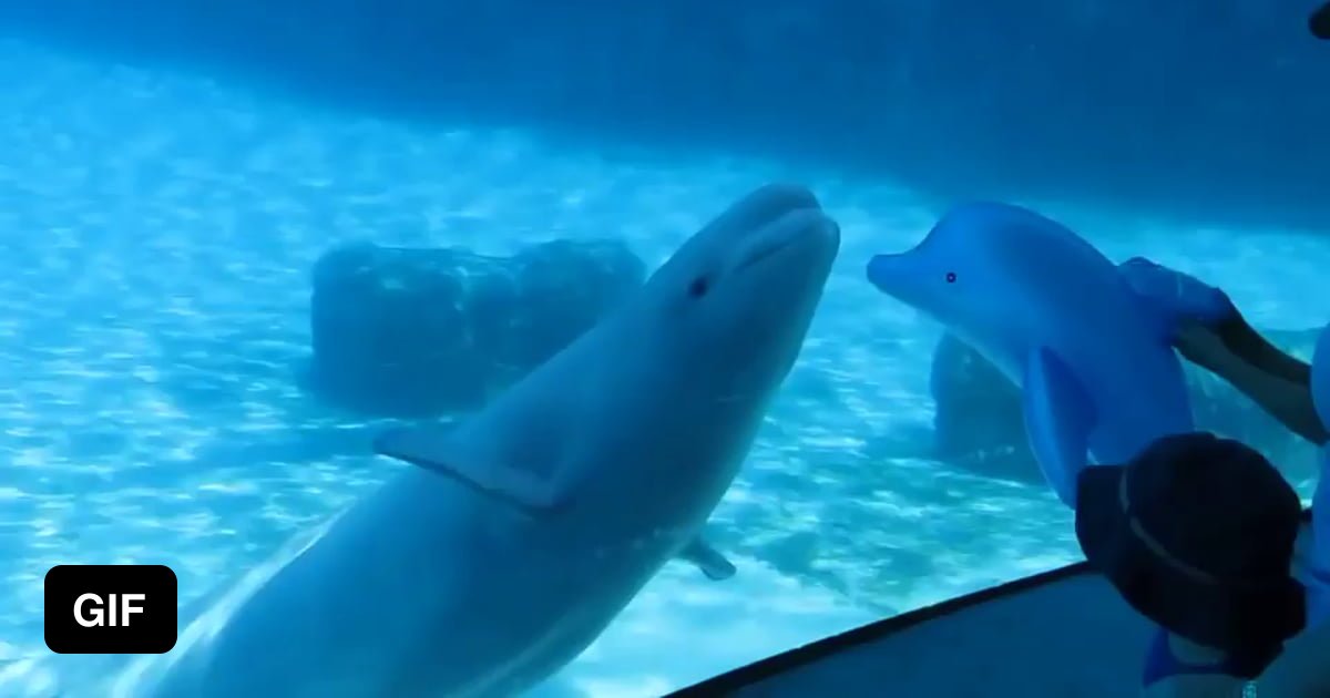 Baby Beluga Whale making friends with a Dolphin blow-up toy. - 9GAG