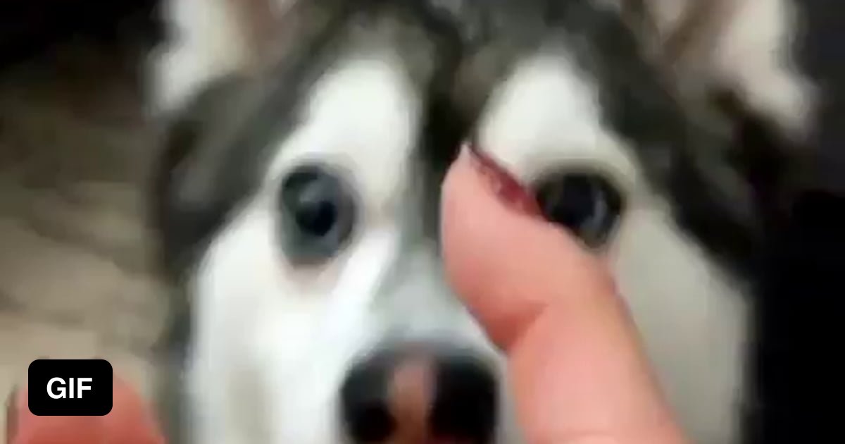 Touch the snoot - 9GAG