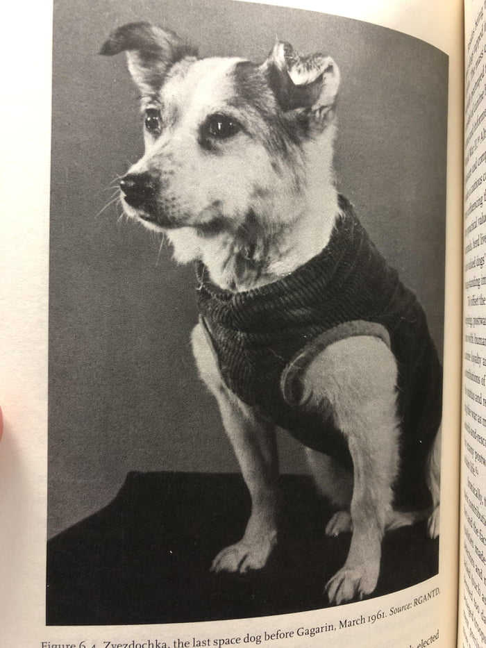Zvyozdochka. The last dog in space. She was a stray who orbited the ...