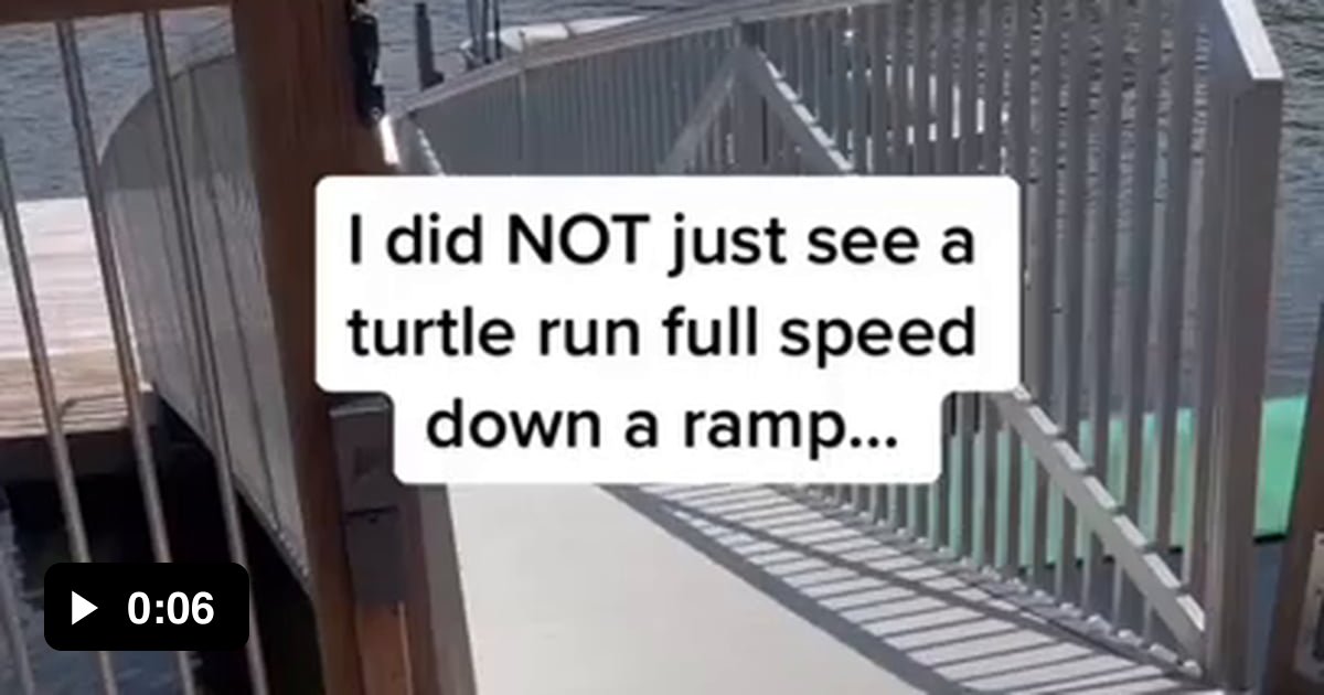 Turtle running down ramp 🐢 - 9GAG