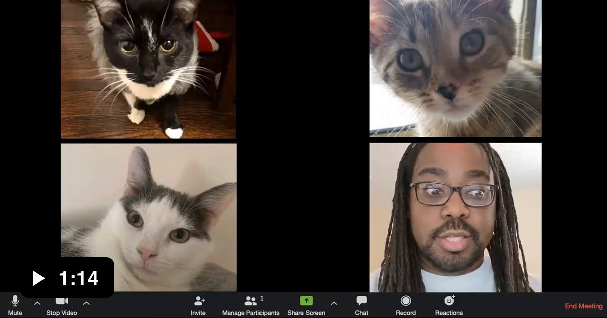 Cat Accidentally Uses Zoom Man Filter - 9GAG