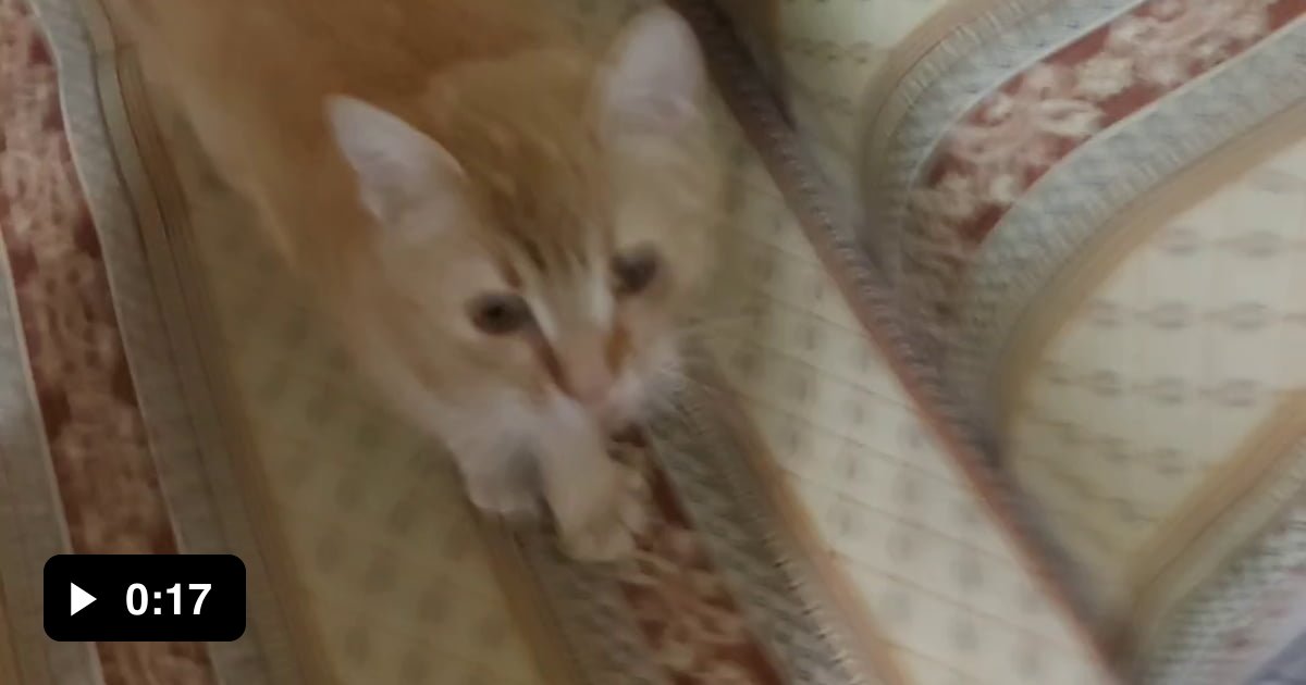 I left my window open yesterday morning to ventilate the house, came home at evening and bam! i ...