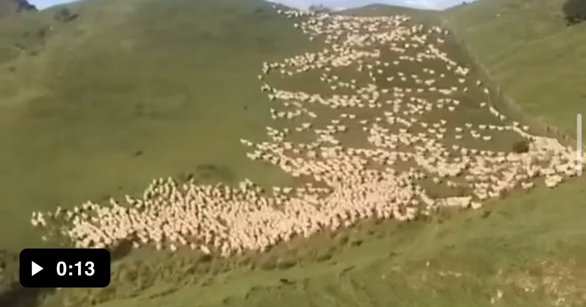 Herding sheep up a hill. - 9GAG