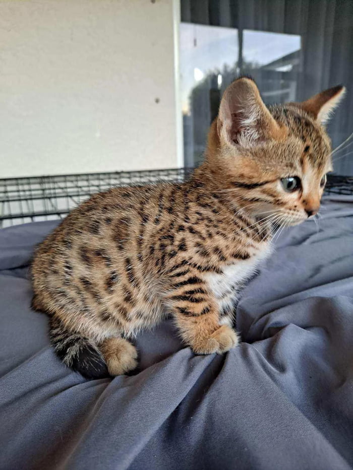 This cute smol baby... name this!! - 9GAG