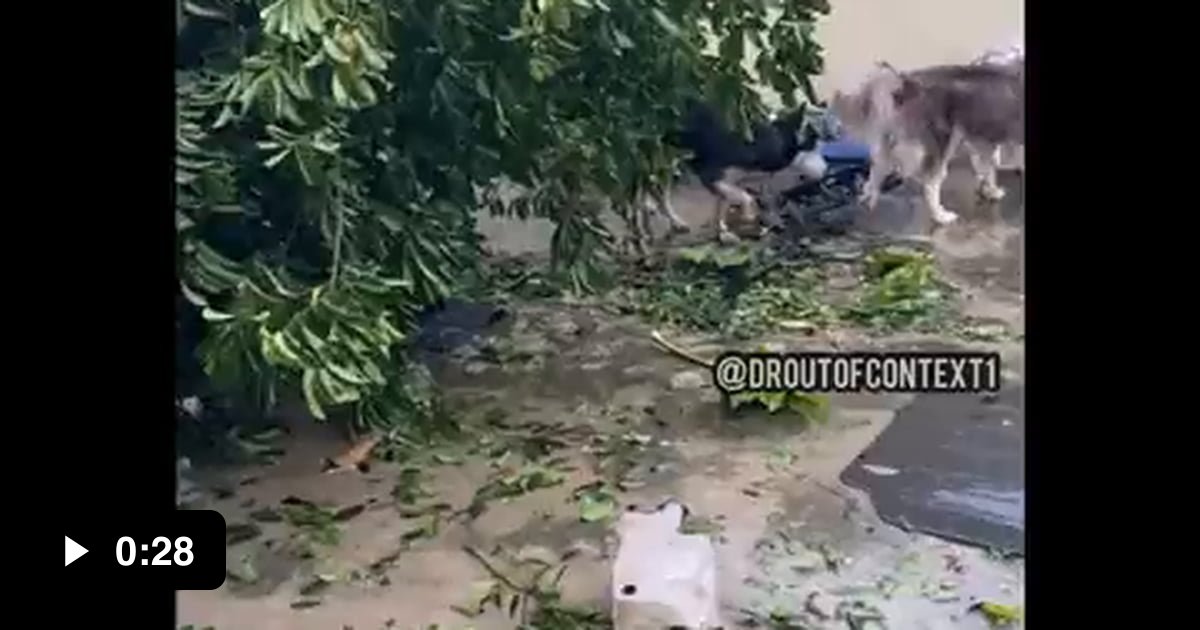 A dog that was apparently left outside during the Fiona Hurricane ...