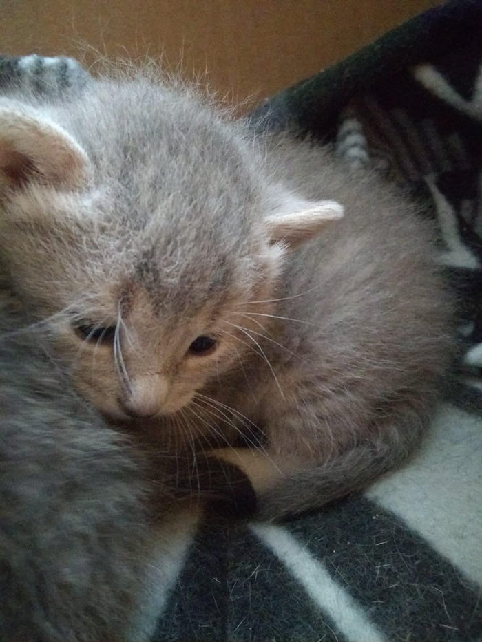 Potato Salad is a little bit of a shy kitten. - 9GAG