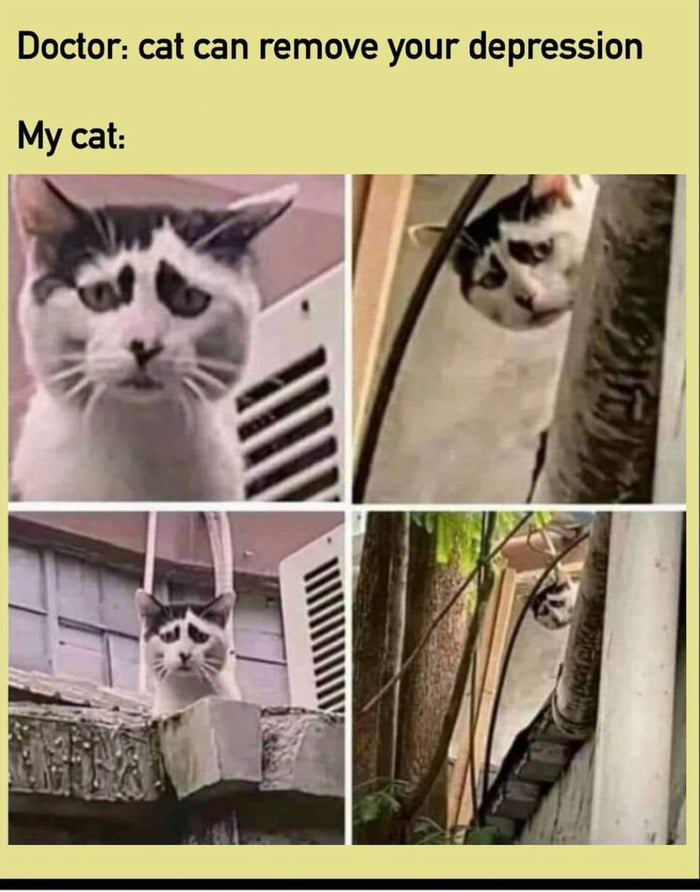My cat! - 9GAG