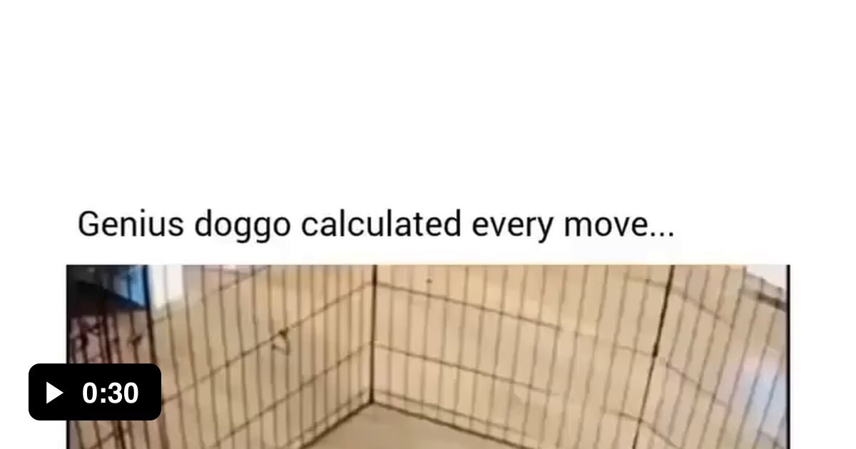 Genius dog calculated every move - 9GAG