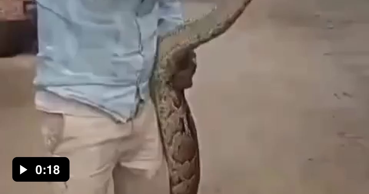 Trying to kiss a snake 🐍 - 9GAG