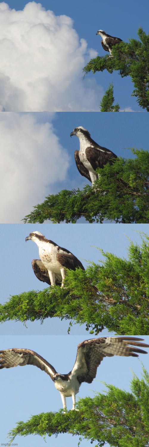 Oscar the Osprey perched atop my cedar tree, looking for Nemo - 9GAG