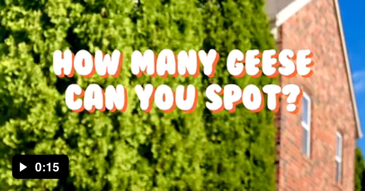 How many geese can you spot? - 9GAG