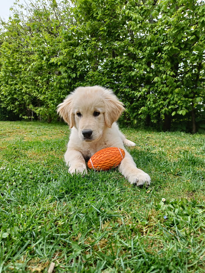 Just wanted to share a pic of my little golden friend - 9GAG