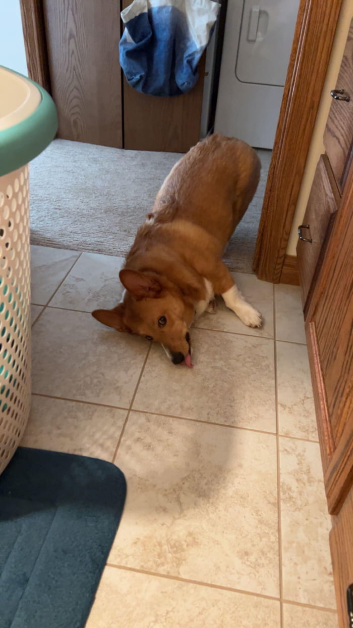 How Spud stares at me while he waits for me to finish peeing - 9GAG