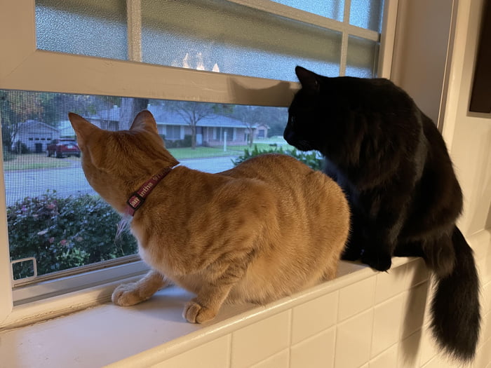 Heads of the neighborhood watch committee - 9GAG