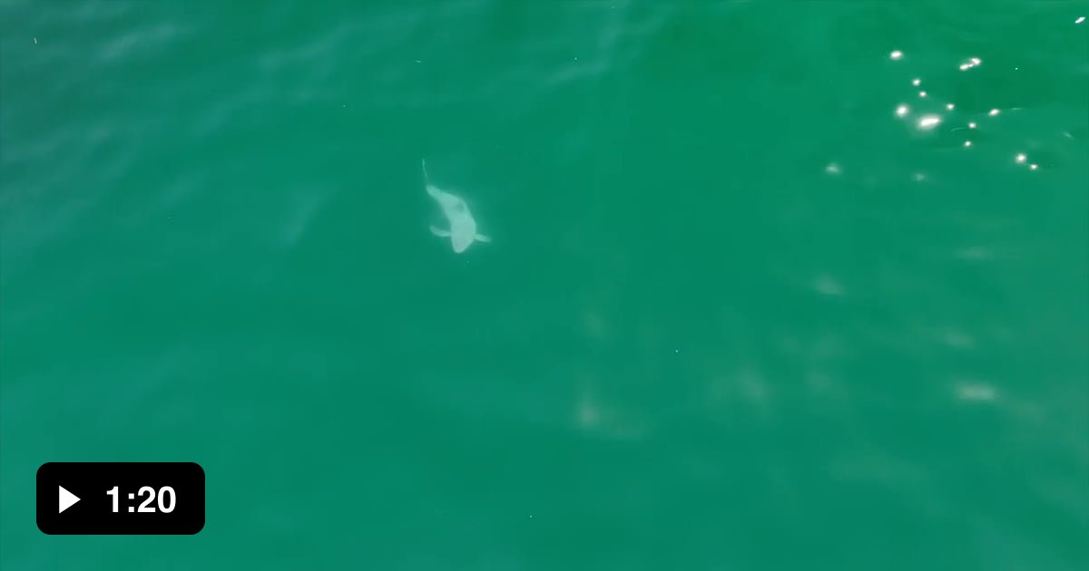 For The First Time Ever, Unprecedented Video Shows A 5-foot-long Baby ...