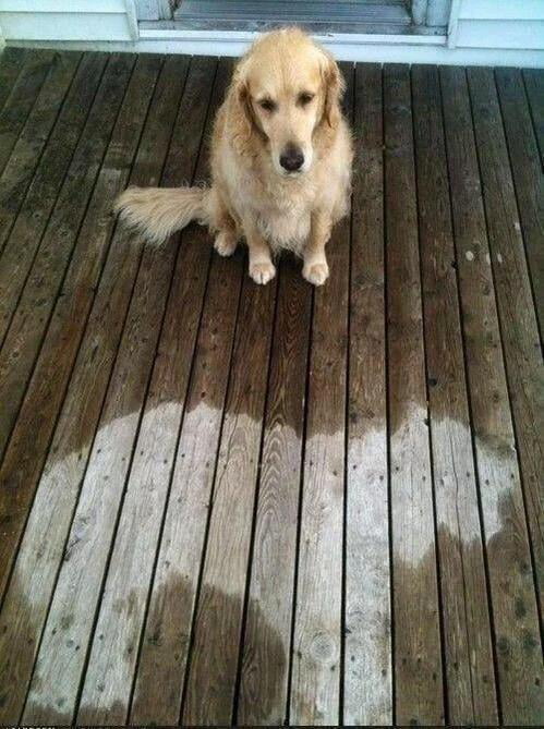 Sponge Dog - 9GAG