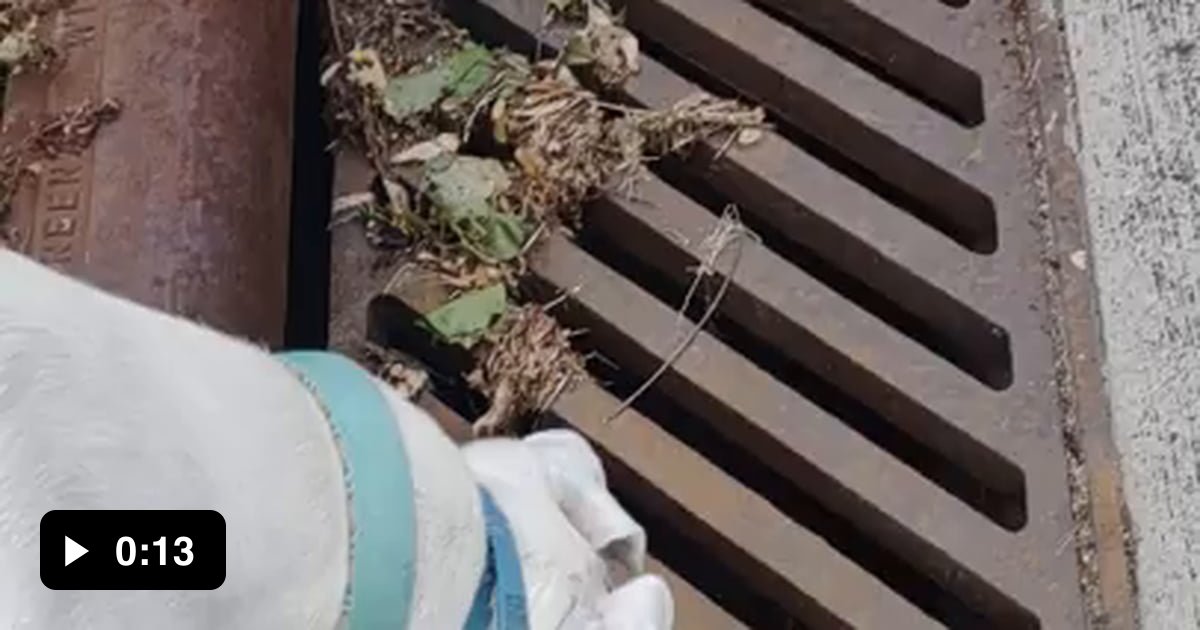 Derpy dog finds family of derpy raccoons in the storm drain - 9GAG