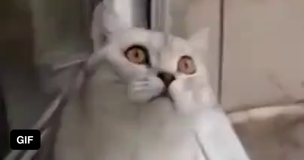 Meow.exe is not responding - 9GAG