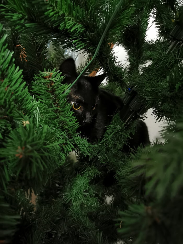 Update on Void: It conquered the Christmas tree - 9GAG