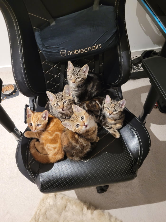 Large group of smol fosters we had a while back - 9GAG