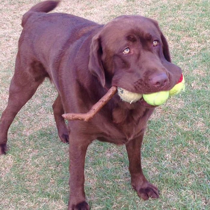 Good doggo collected all the balls and a bonus stick 12/10 - 9GAG