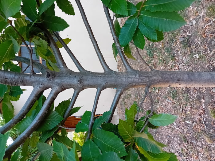 My chestnut tree grew like a fishbone - 9GAG