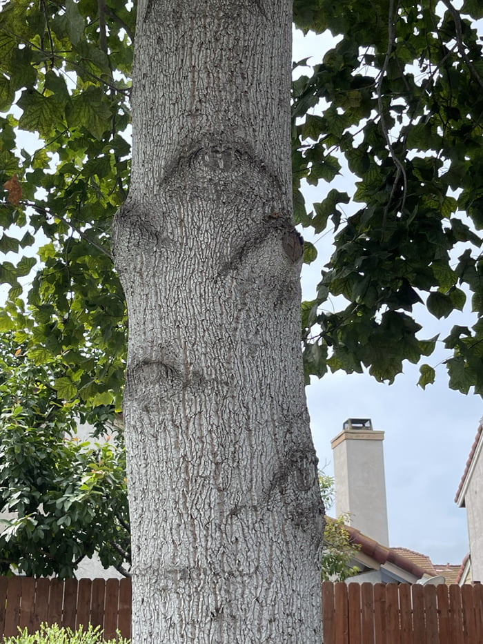 The all seeing tree - 9GAG