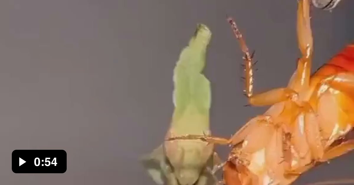 Ghost mantis munching a cockroach - 9GAG
