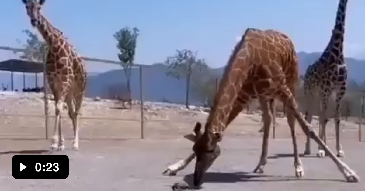 A curious giraffe and a turtle - 9GAG