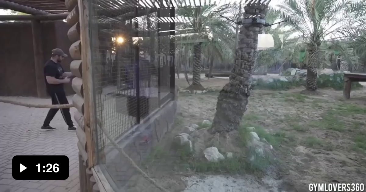 Bodybuilder vs Lion - 9GAG