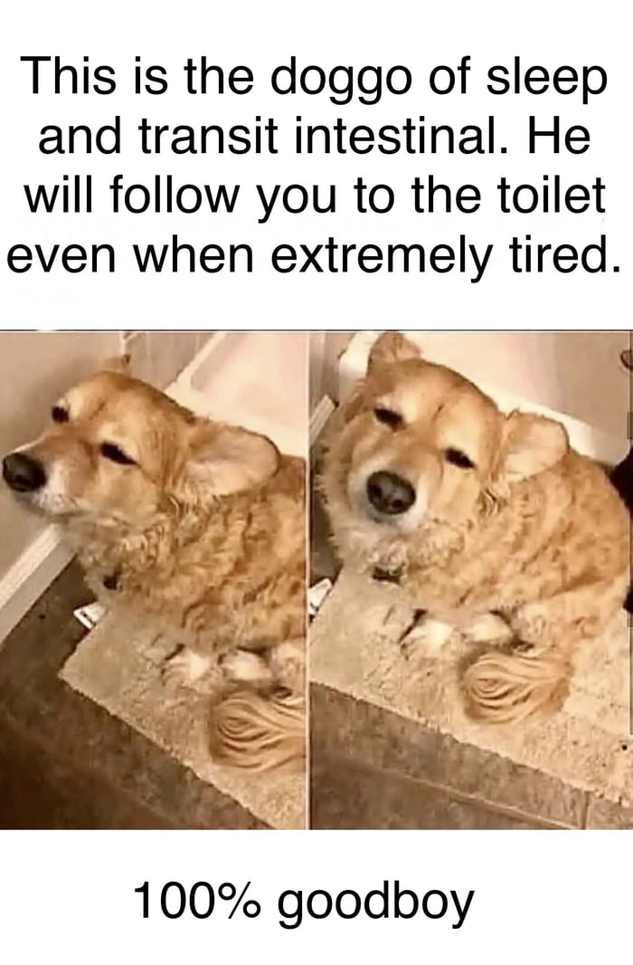 A wild new doggo has appeared! - 9GAG