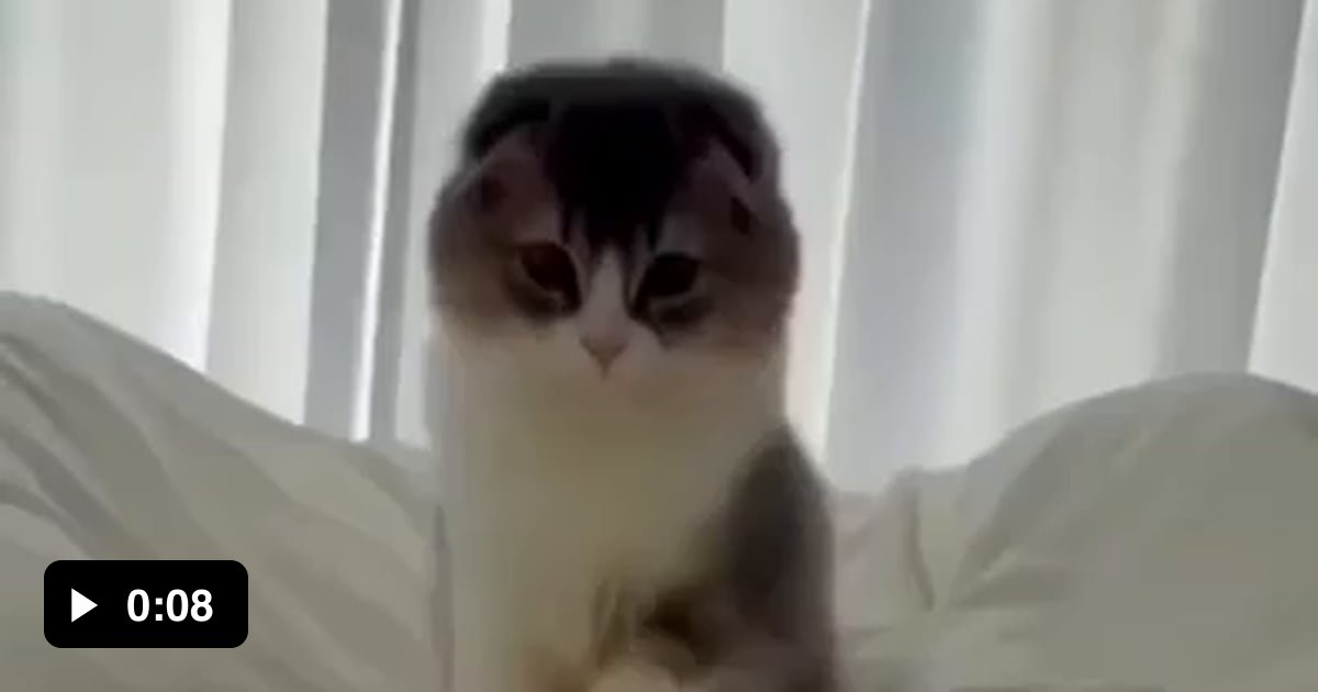 Cat bomb - 9GAG