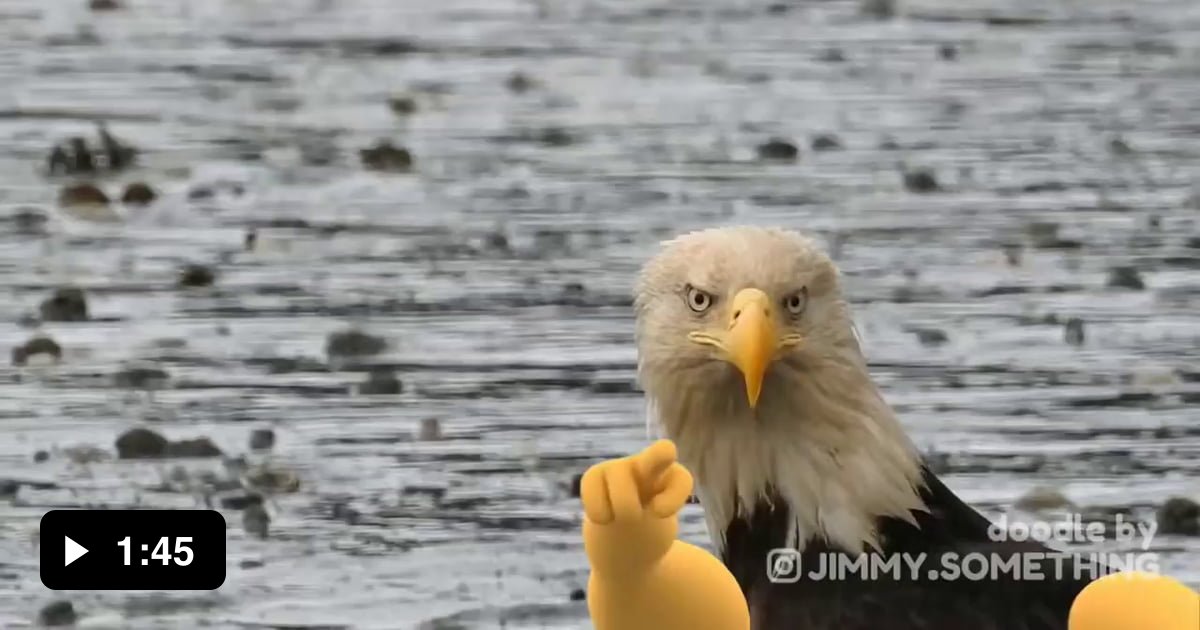 Bold eagle - 9GAG
