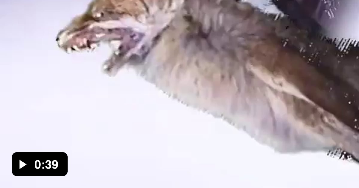 "Fish go 'Blub', & the seal goes 'Ow-ow-ow'. But there's 1 sound that ...