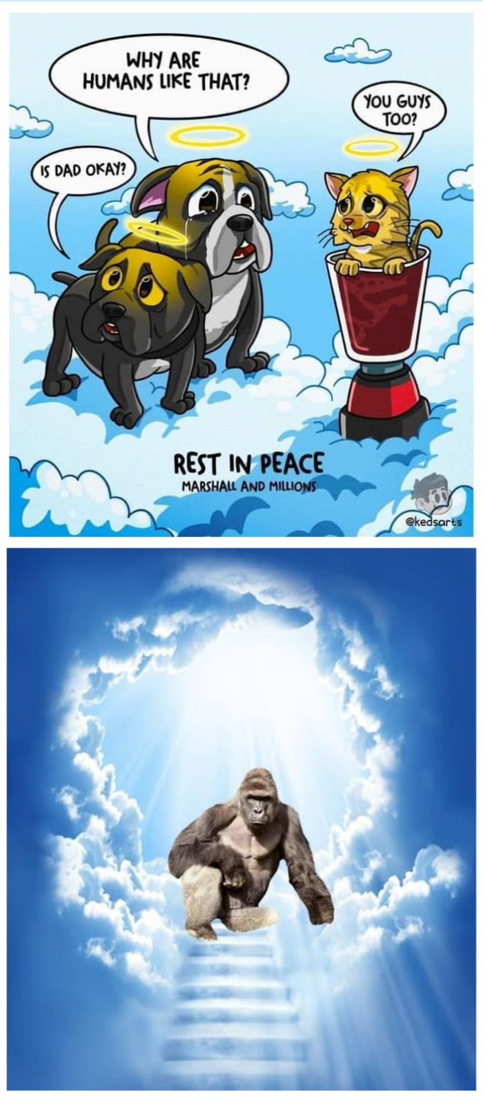Hail King Harambe - 9GAG