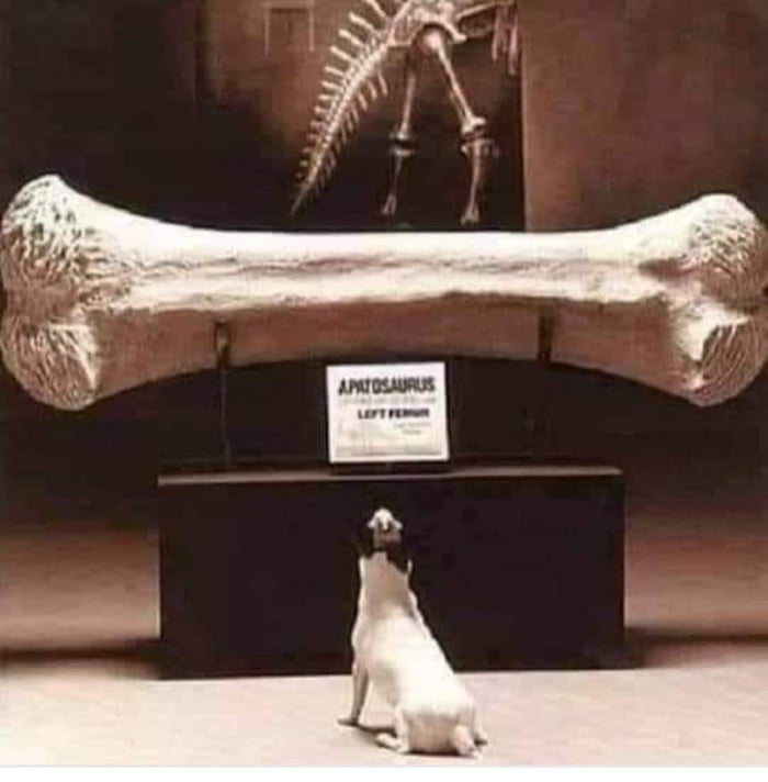 Mother of all bones - 9GAG