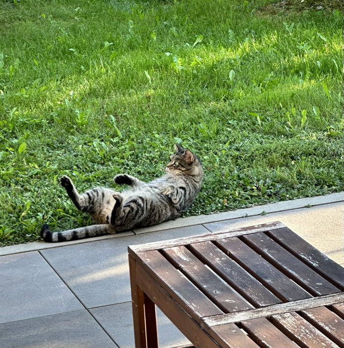 Meet murph, the workout cat - 9GAG