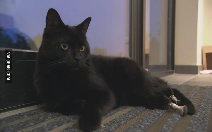 I present you the first bionic cat: Oscar Catorius - 9GAG