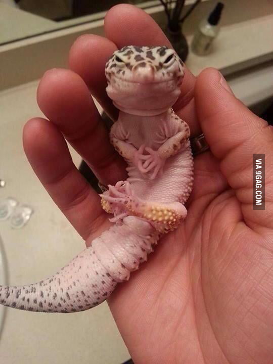 Villain leopard gecko - 9GAG