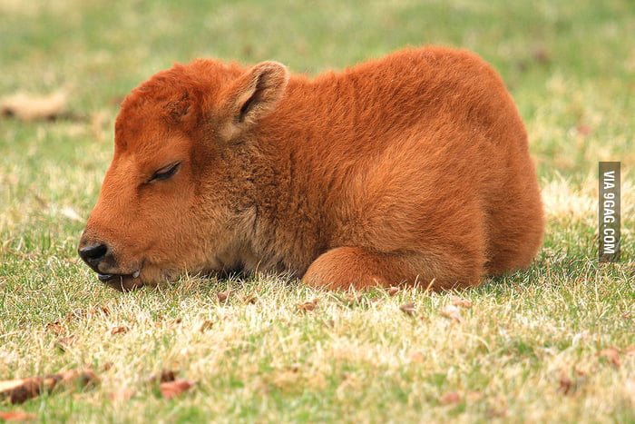 Sleepy baby buffalo - 9GAG