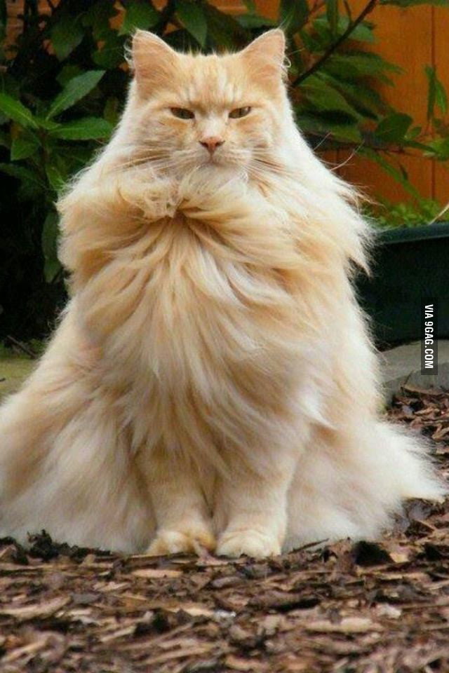 Awesome Cat - 9GAG