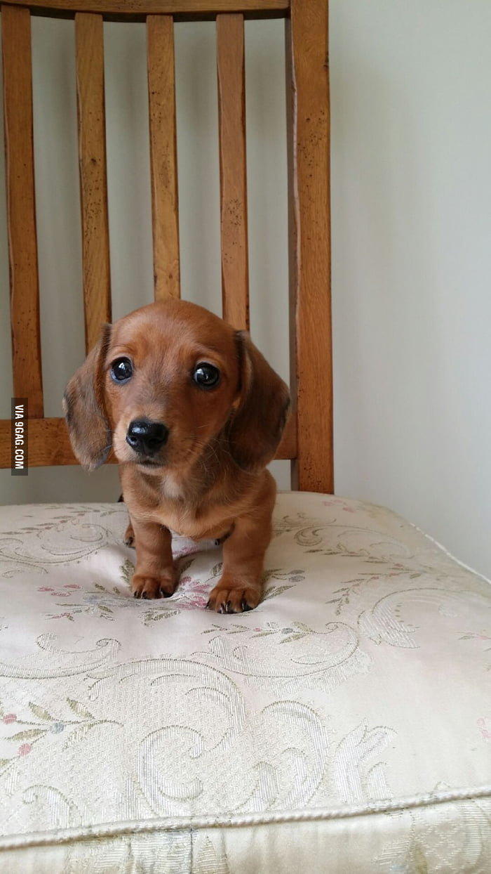 Meet Pebbles - the cutest puppy I've ever met - 9GAG
