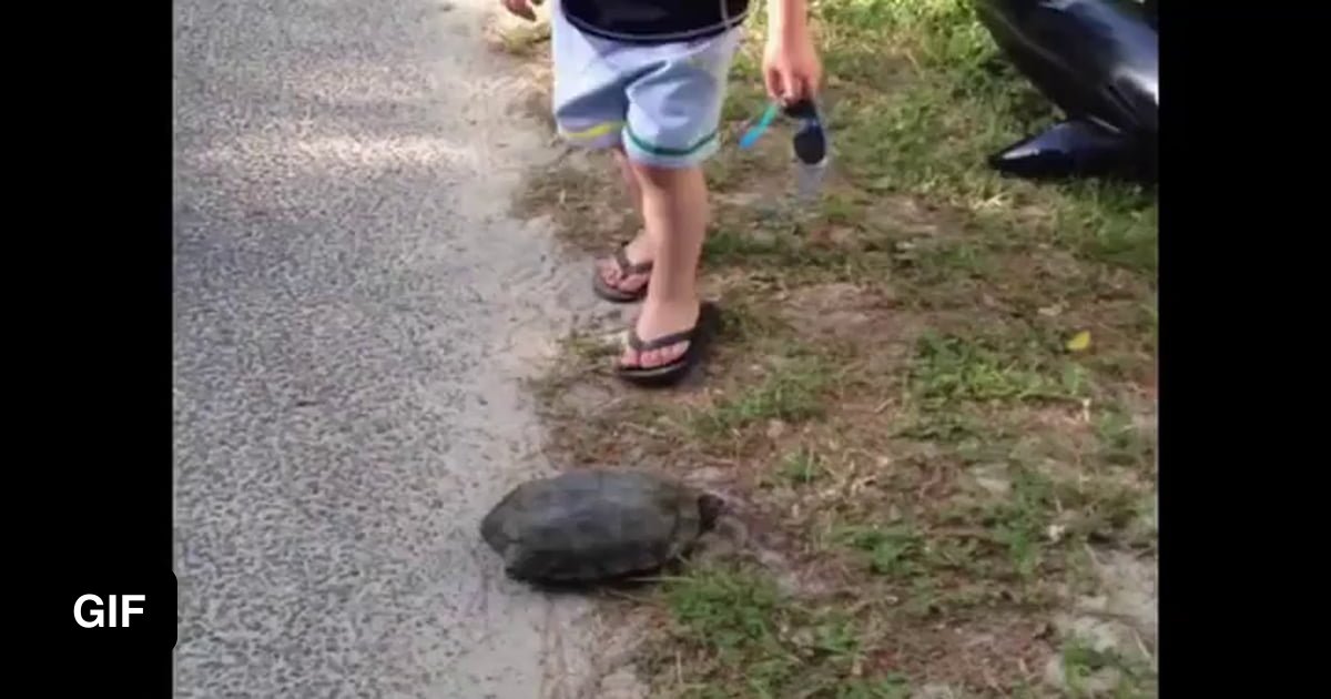 Kid picking up a Turtle - 9GAG