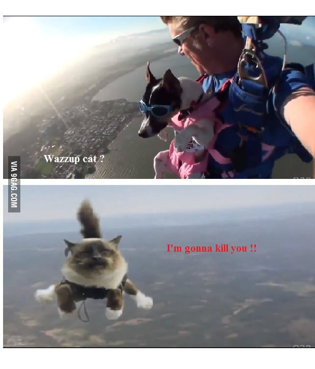 Skydiving looks fun ^^ - 9GAG