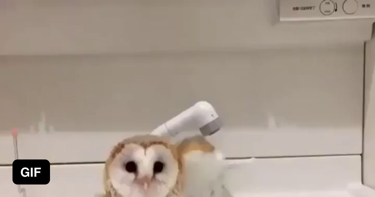 Owl derp - 9GAG